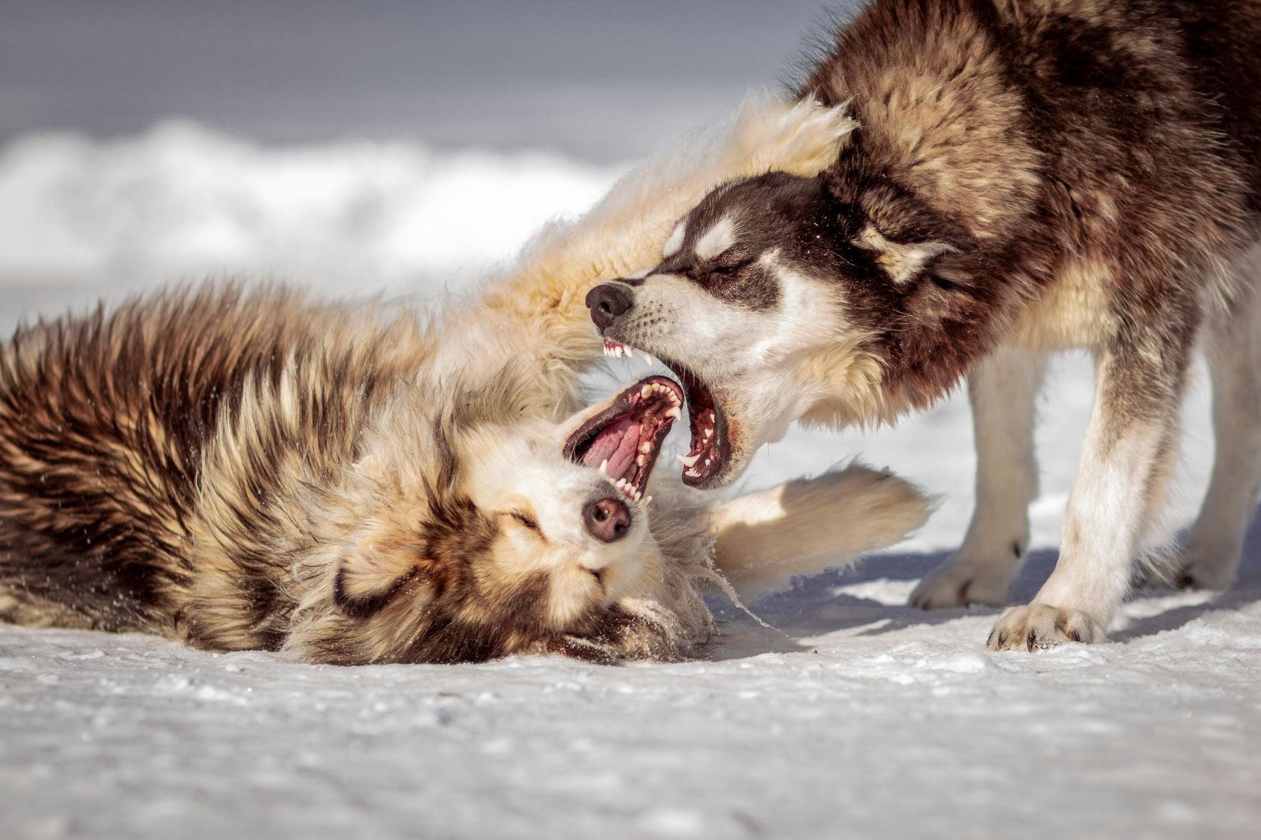 Managing Aggression: The Best Leashes and Muzzles for Aggressive Dogs ...